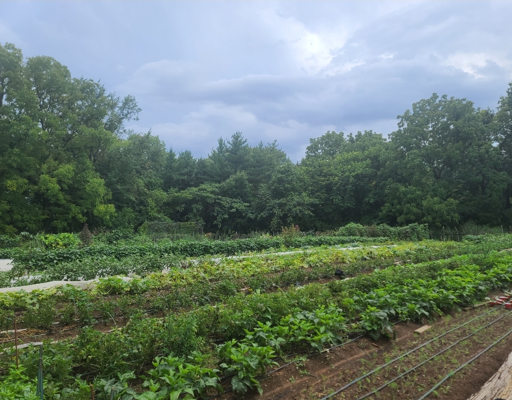 The Role of Agricultural Subsidies in Transforming the U.S. Food System ...